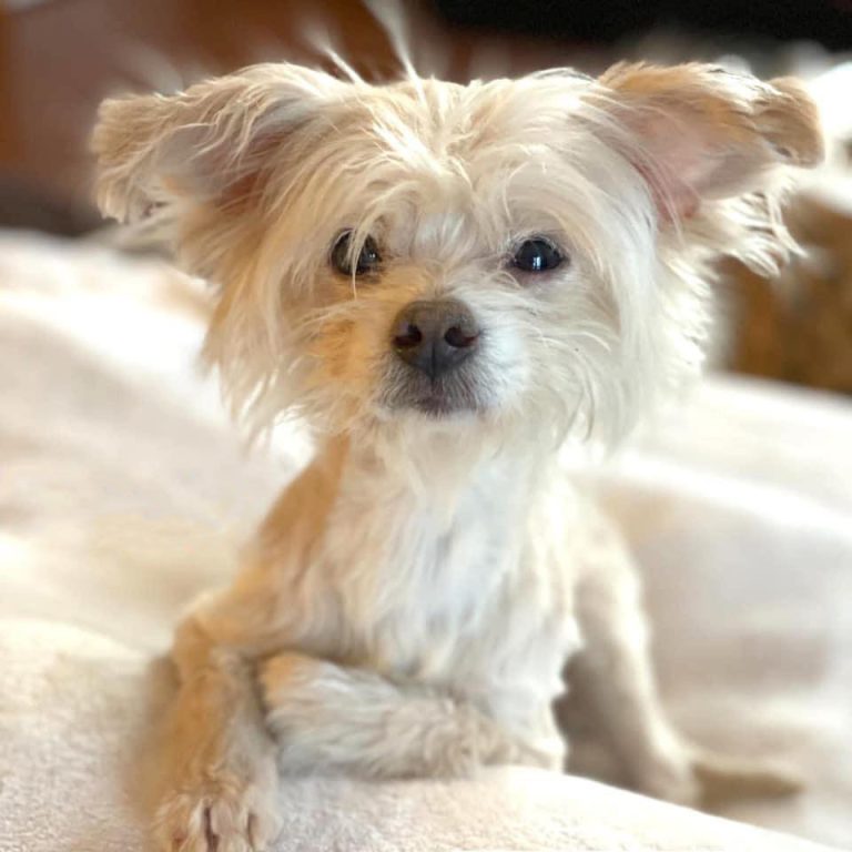 Foster – Big Bones Canine Rescue