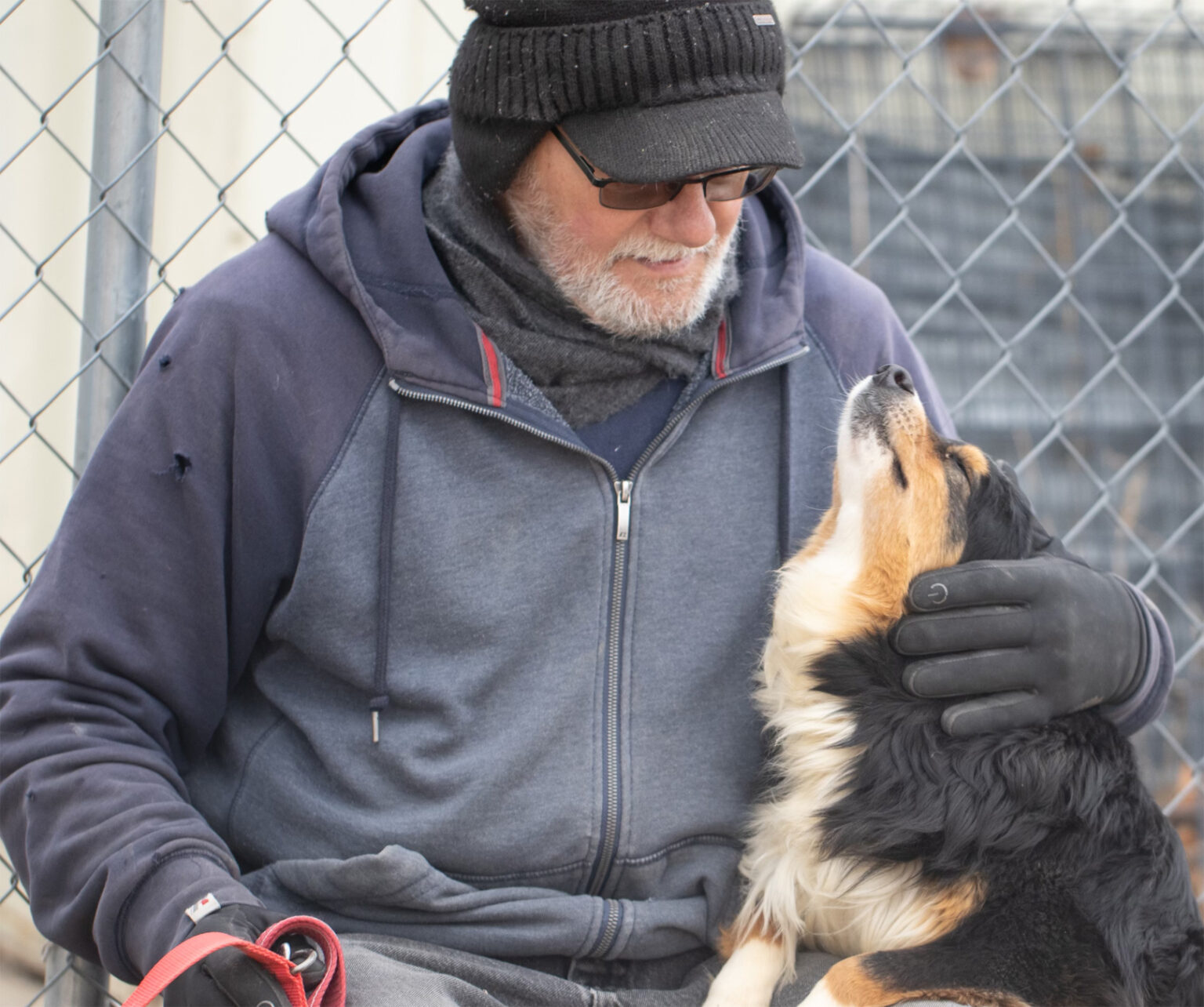 Volunteer – Big Bones Canine Rescue